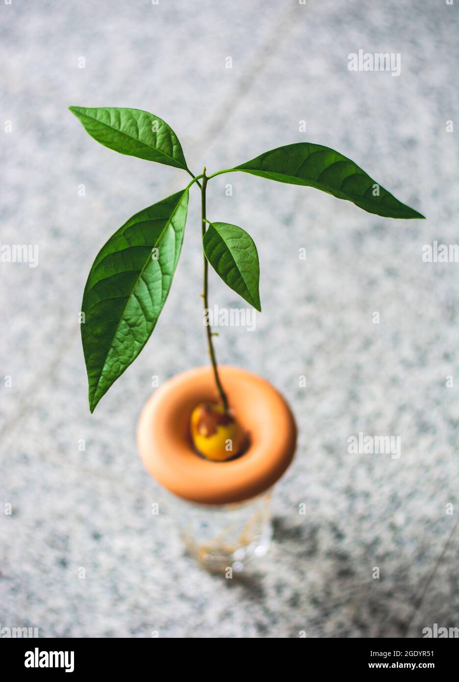 Seme di nocciolo di avocado che cresce in un bicchiere d'acqua immagini ...