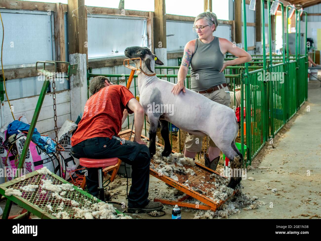 Bestiame in fiera immagini e fotografie stock ad alta risoluzione - Alamy