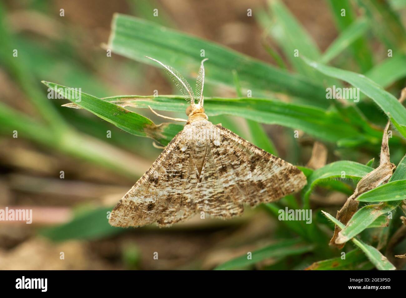 Falena gigante di seta immagini e fotografie stock ad alta risoluzione ...
