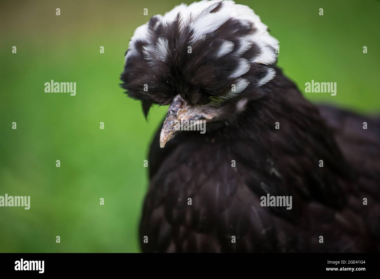 Gallina di pollo nero immagini e fotografie stock ad alta risoluzione ...