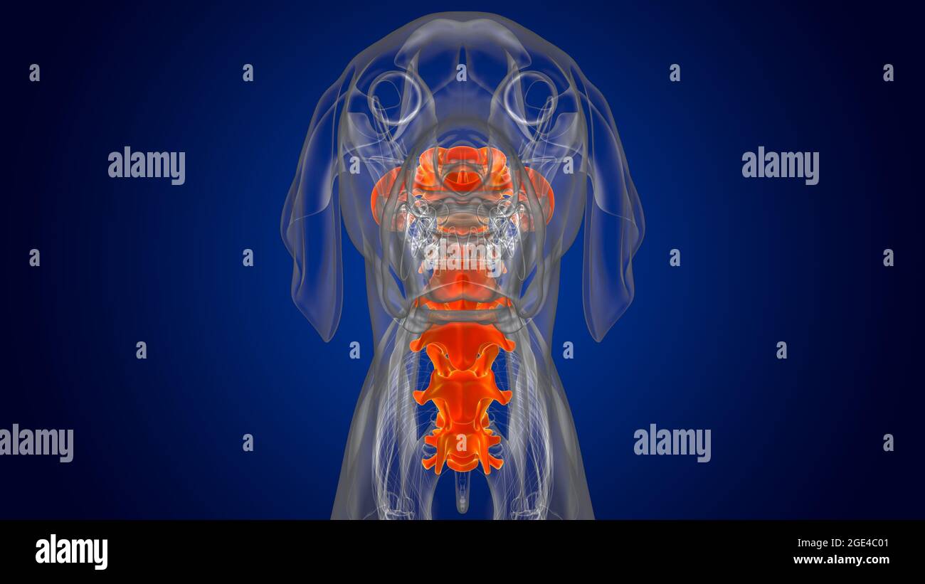 Cervicale vertebre ossa scheletro di cane Anatomia per Medical Concept ...