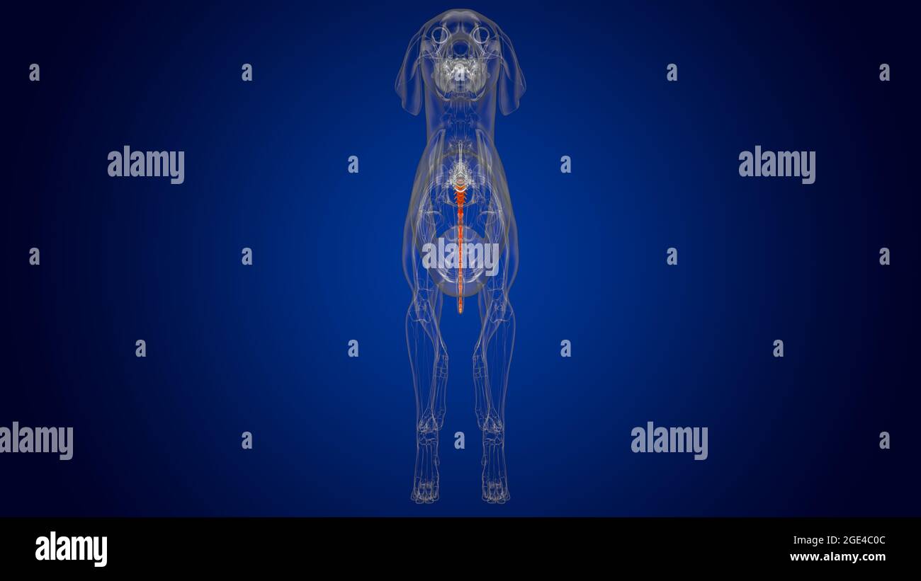 Vertebre caudali immagini e fotografie stock ad alta risoluzione - Alamy