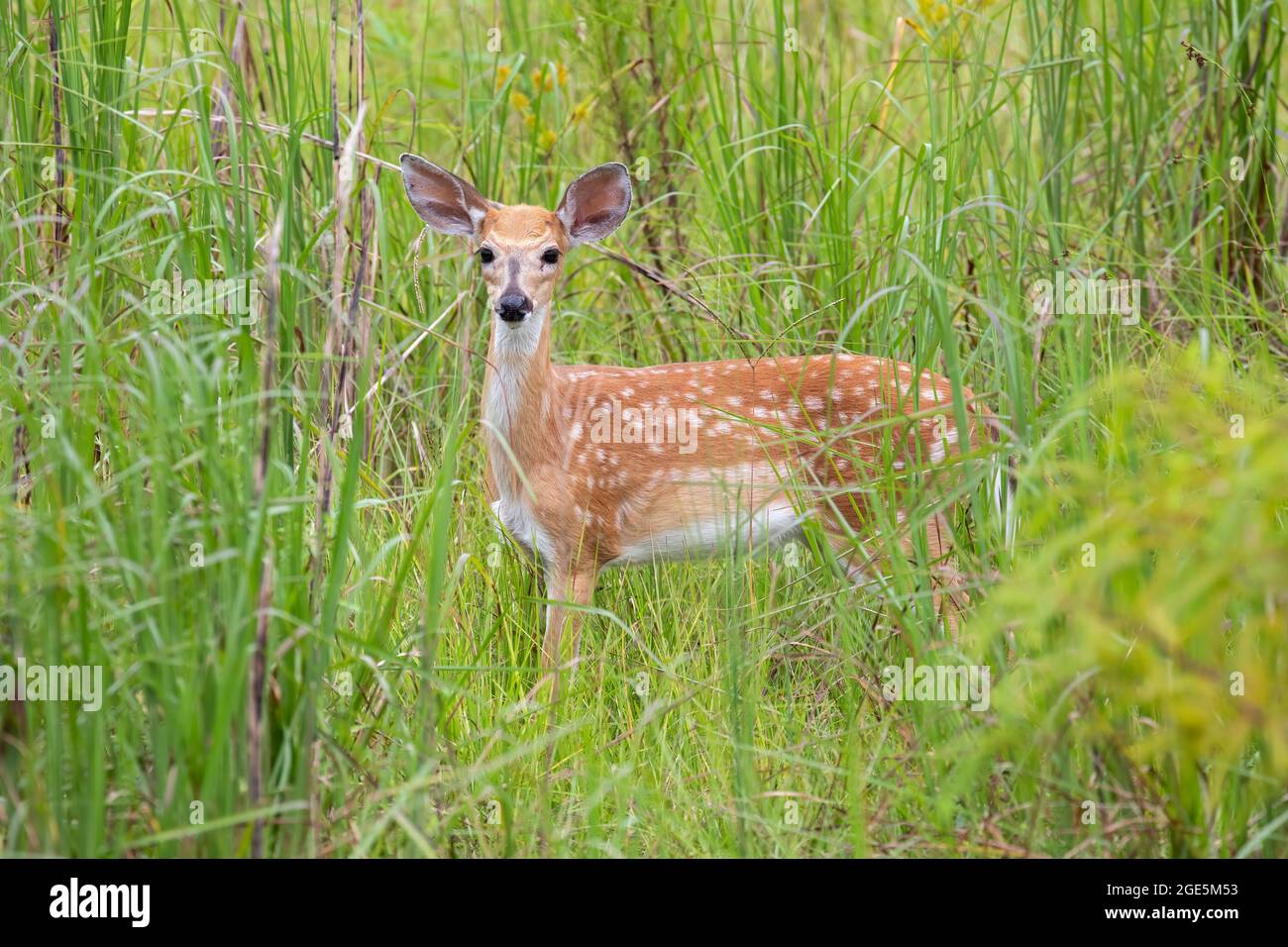 Pelliccia fulva e bianca immagini e fotografie stock ad alta ...