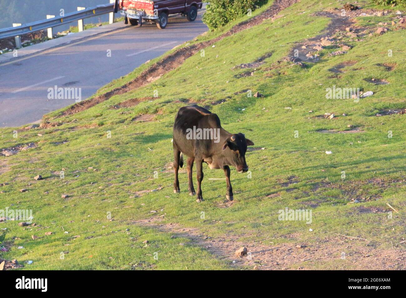 Zampe di mucca nera immagini e fotografie stock ad alta risoluzione - Alamy