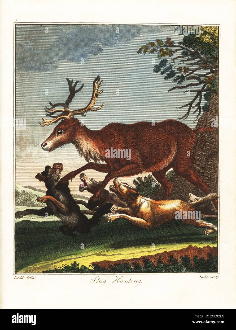 Disegni Di Caccia Al Cervo