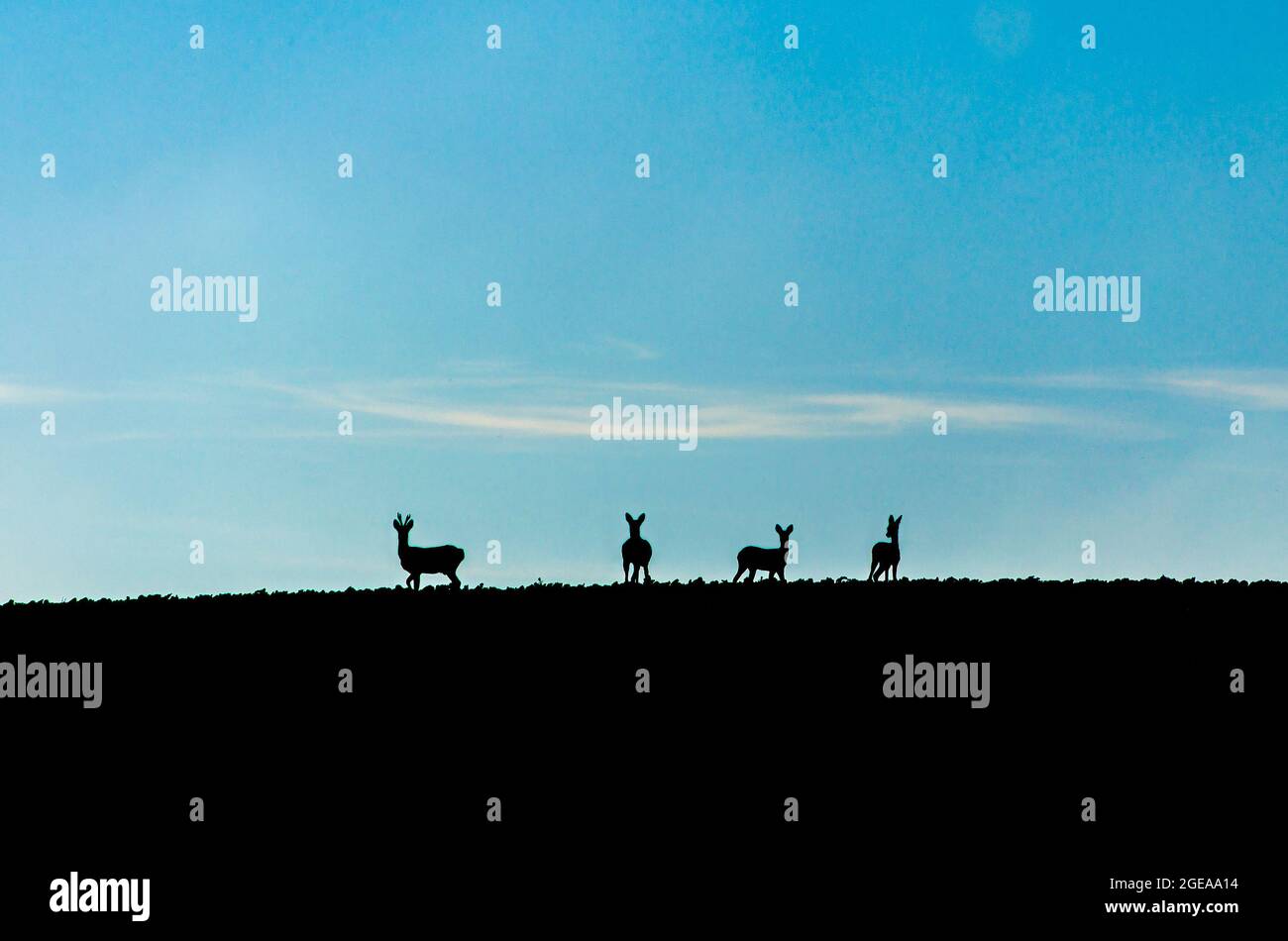 Movimento europa immagini e fotografie stock ad alta risoluzione - Alamy