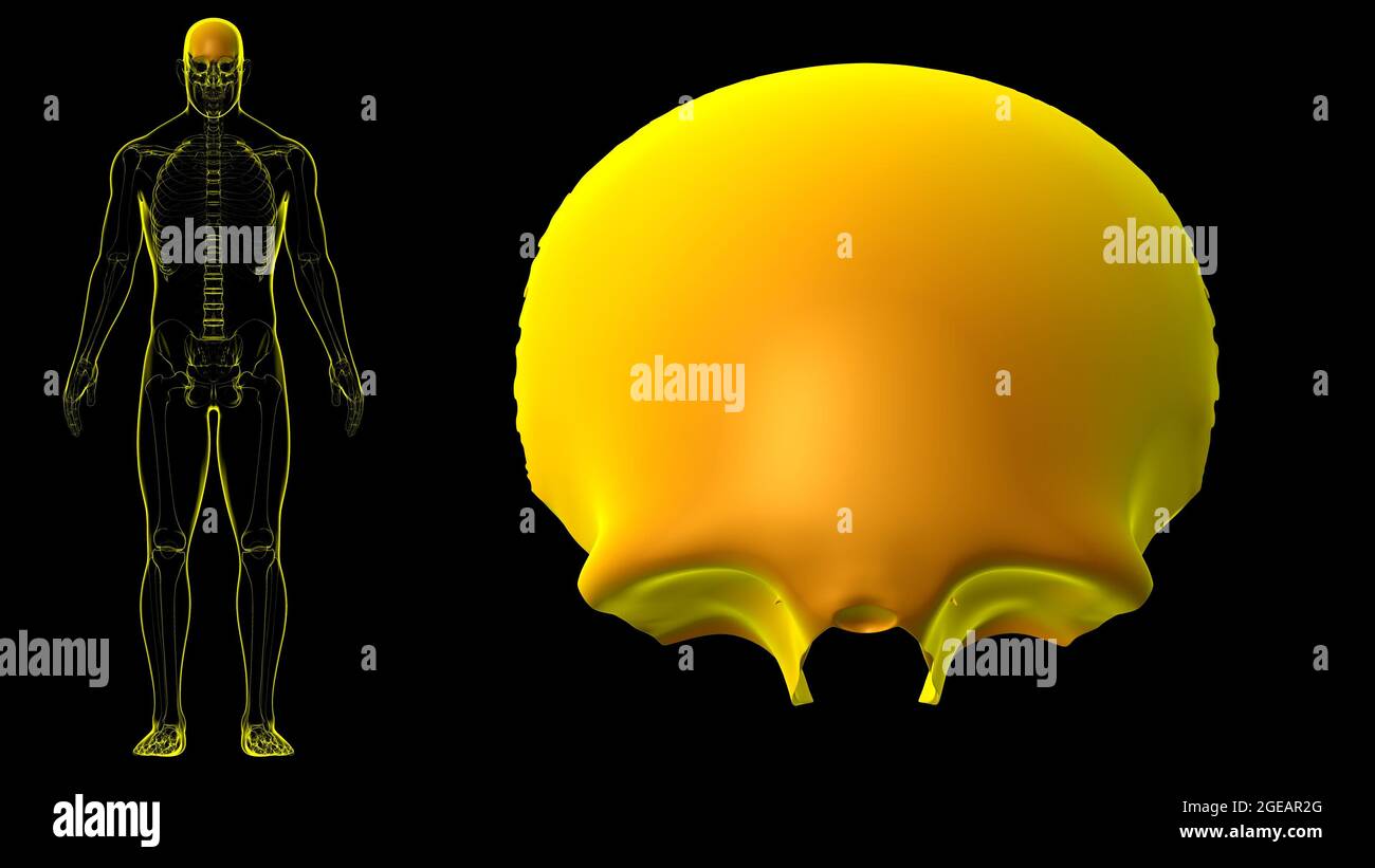 Anatomia ossea frontale del cranio dello scheletro umano per l ...