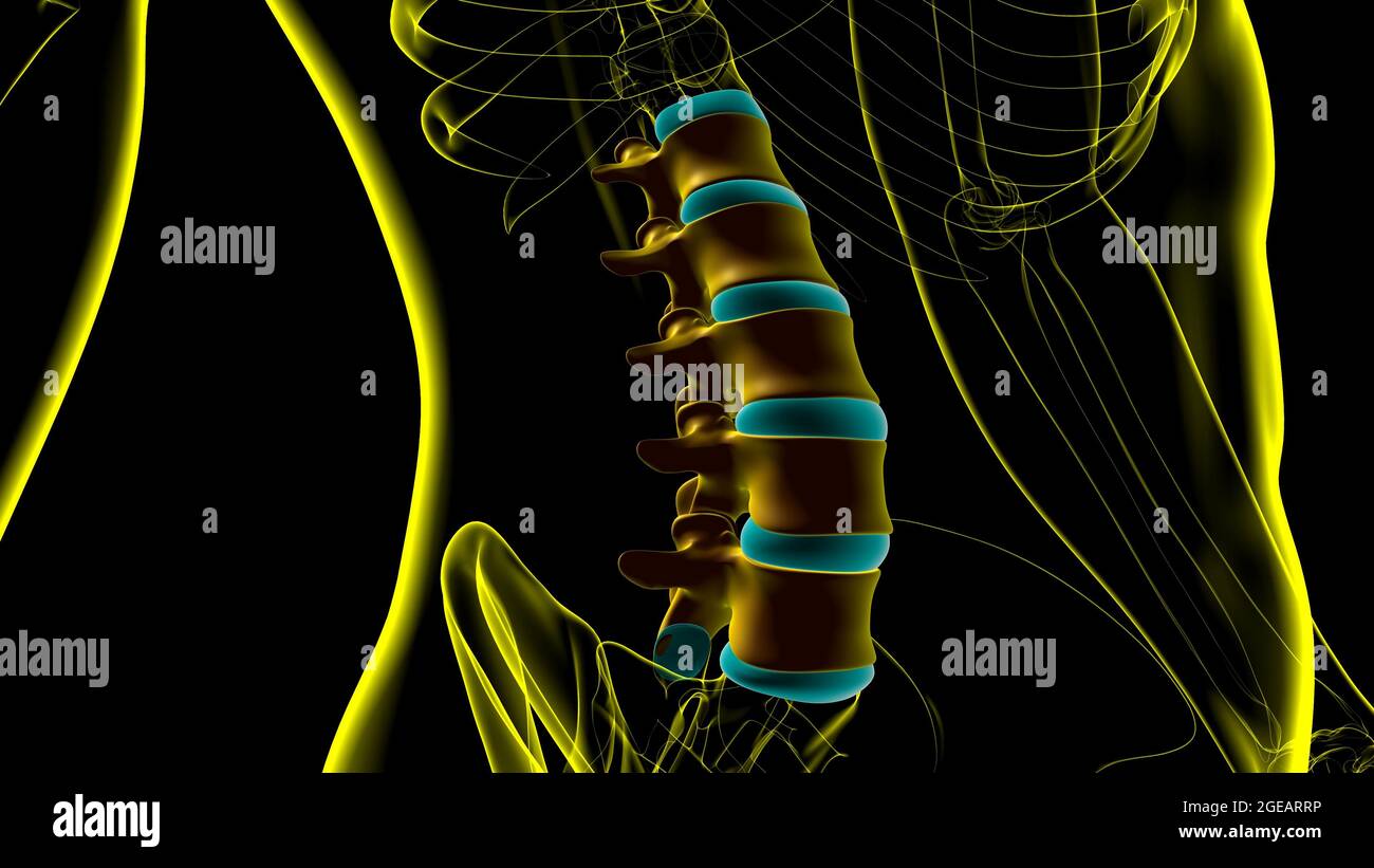 Colonna vertebrale scheletro umano vertebre lombare Anatomia 3D ...