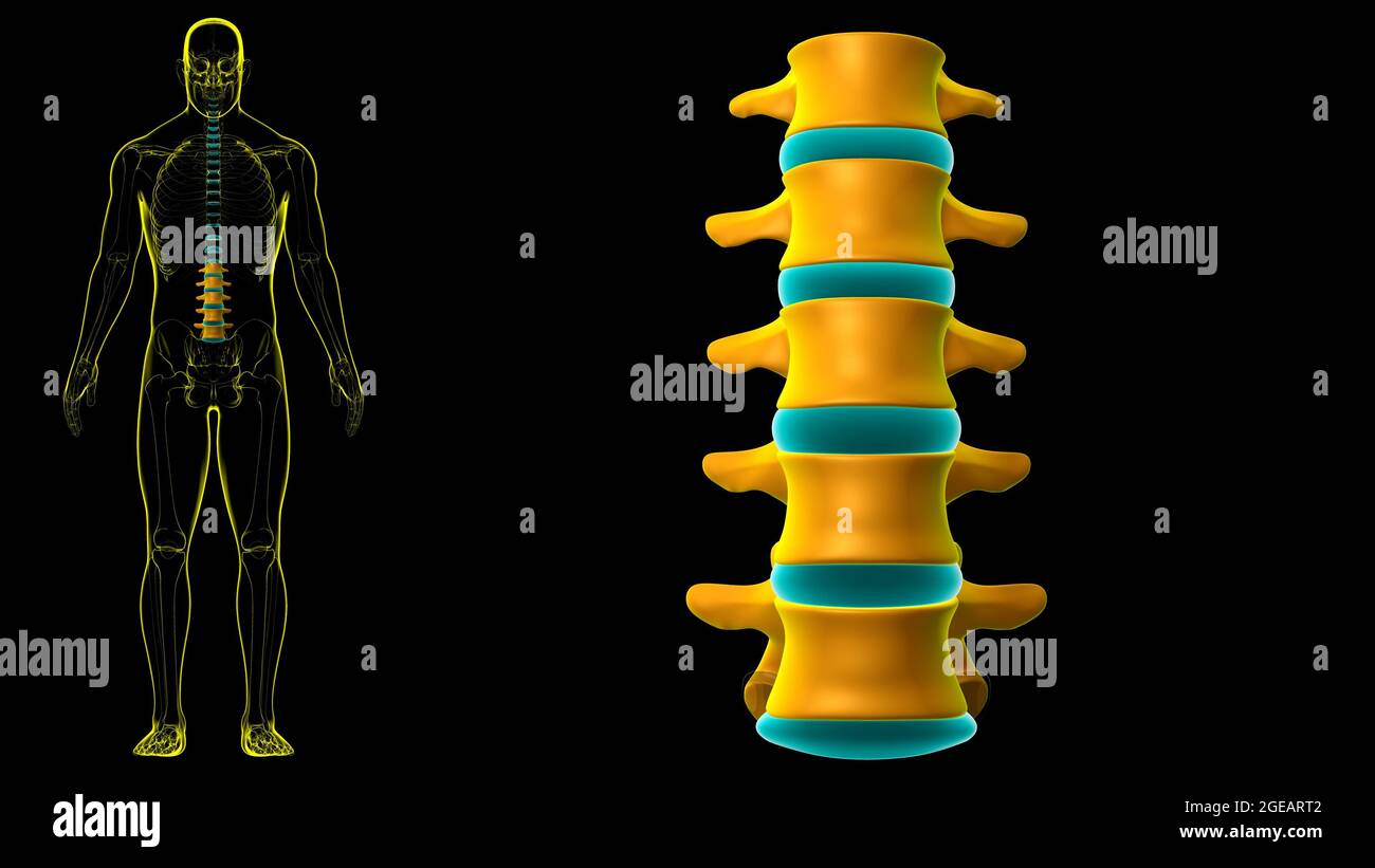 Colonna vertebrale scheletro umano vertebre lombare Anatomia 3D ...