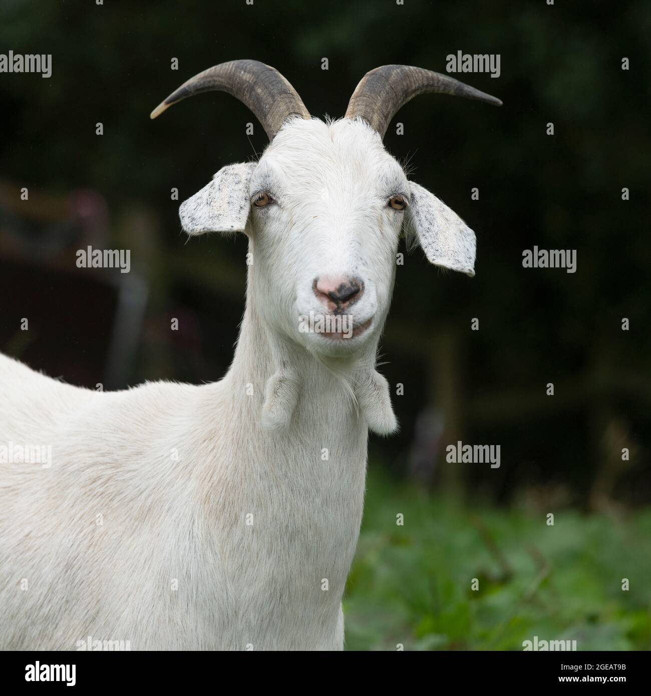 Capra boera capra hircus immagini e fotografie stock ad alta ...