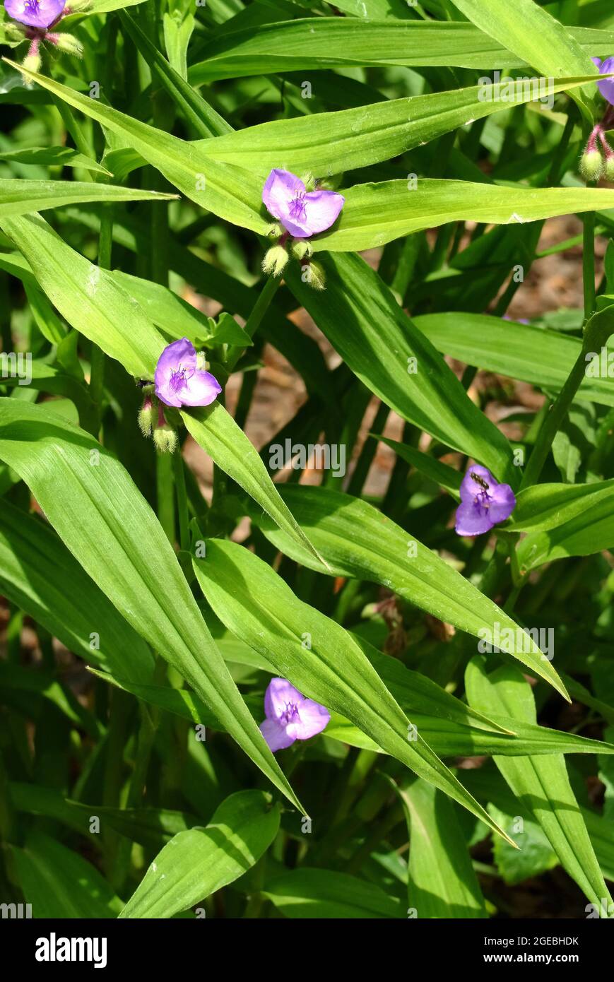 Tradescantia x andersoniana immagini e fotografie stock ad alta ...