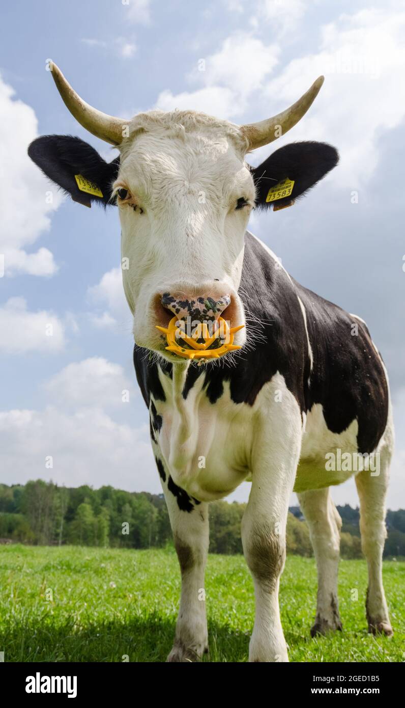 Naso di plastica immagini e fotografie stock ad alta risoluzione - Alamy