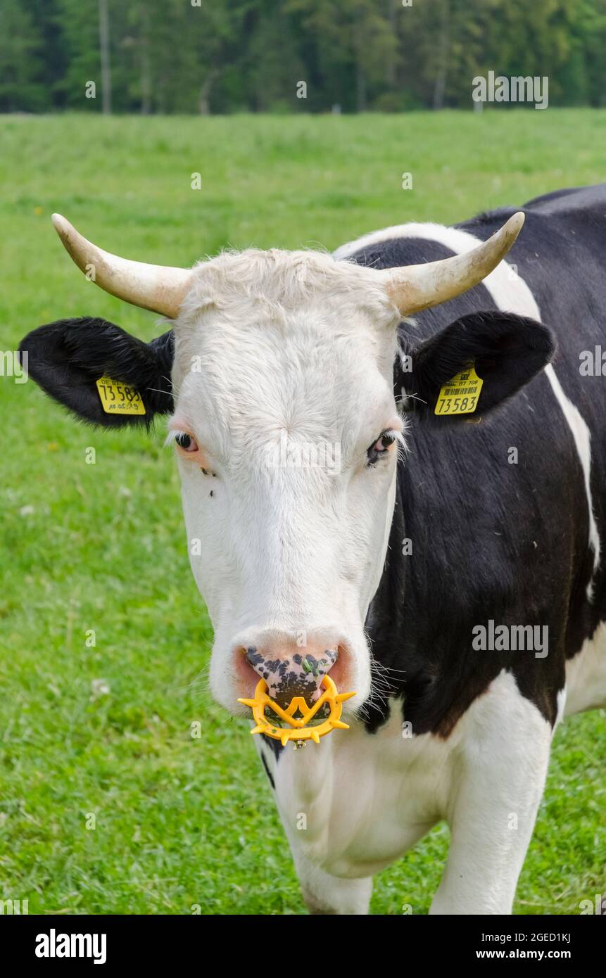 Bovini bianchi con le corna immagini e fotografie stock ad alta ...