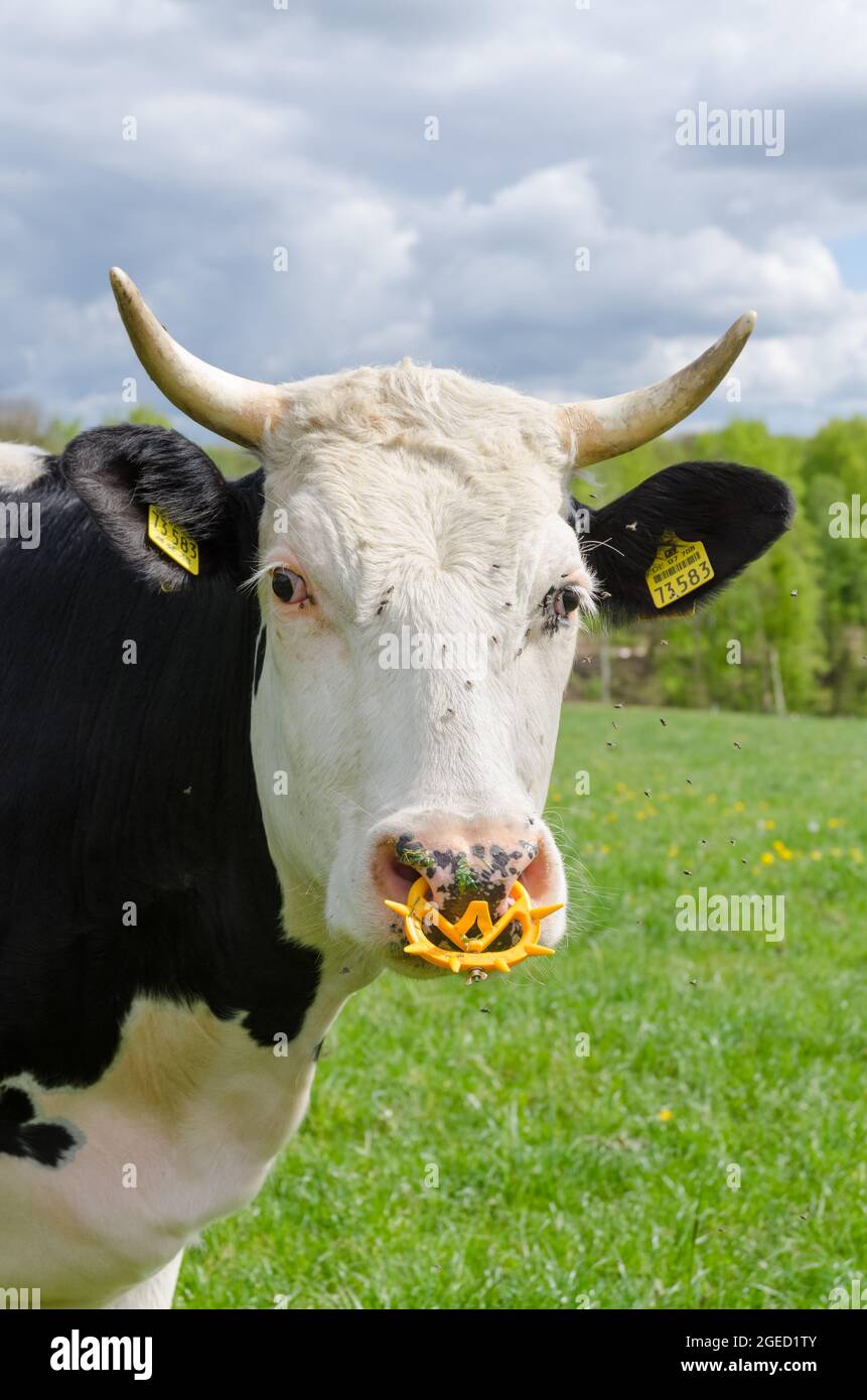 Bovini bianchi con le corna immagini e fotografie stock ad alta ...