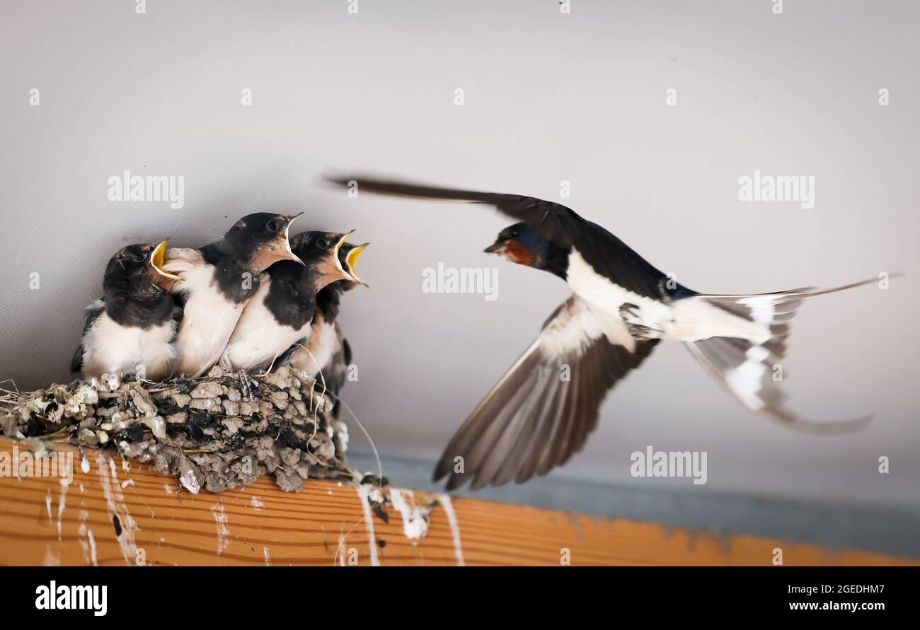 Coda di rondine biforcuta immagini e fotografie stock ad alta ...