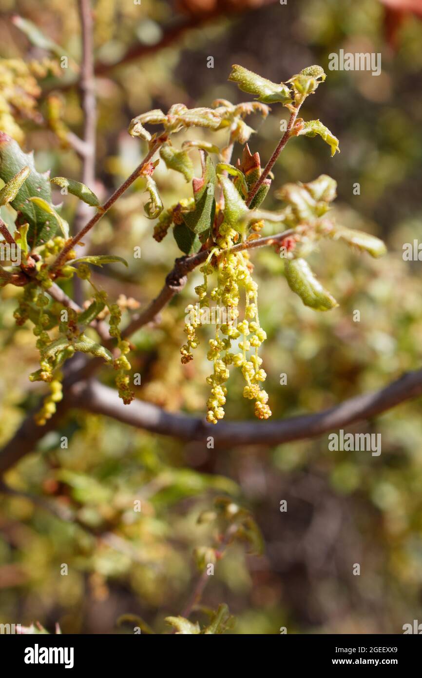 Quercus berberidifolia immagini e fotografie stock ad alta risoluzione ...