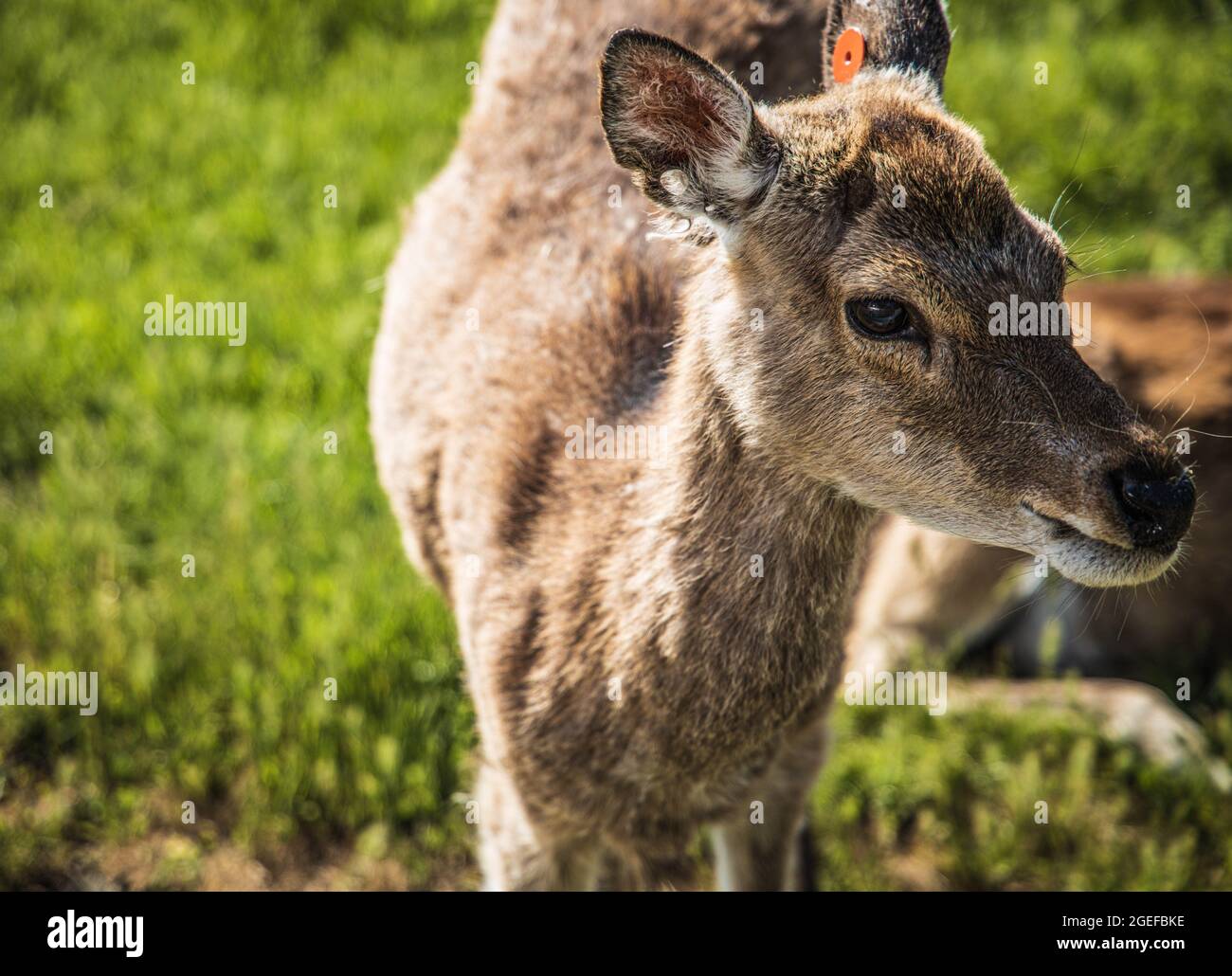 Giovane fauno immagini e fotografie stock ad alta risoluzione - Alamy
