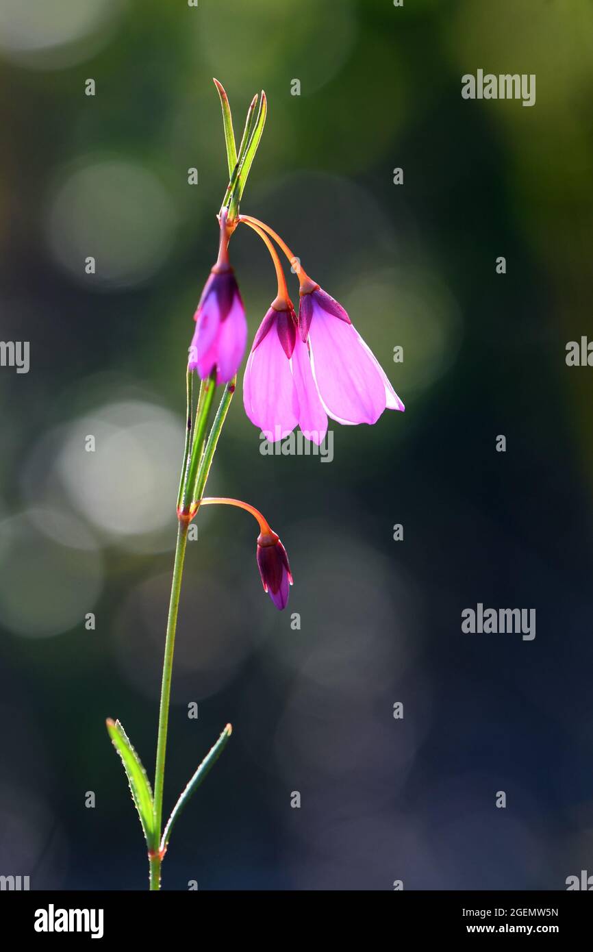 I fiori di drooping della parte posteriore delicata illuminati del ...