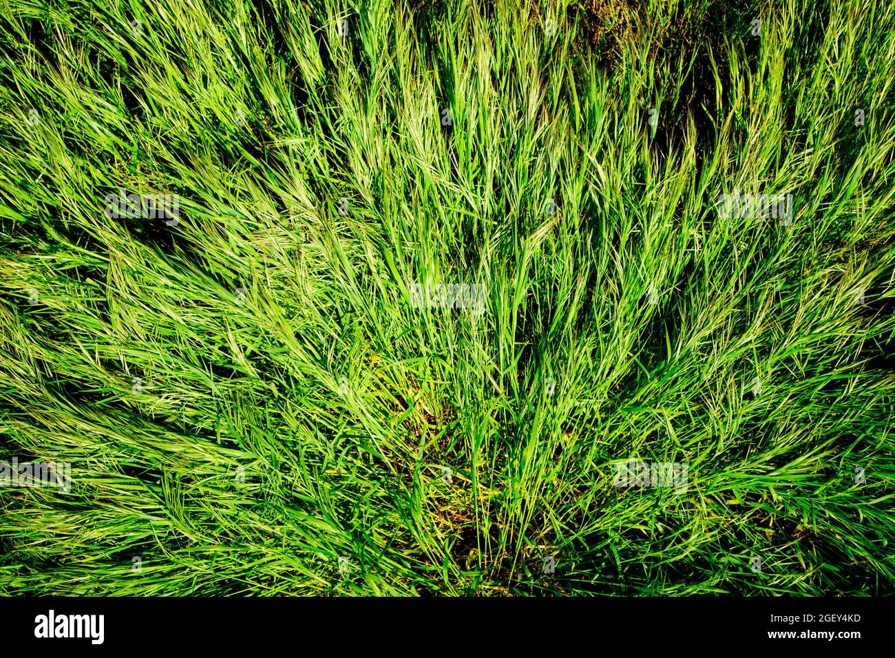 Cespuglio mosso dal vento immagini e fotografie stock ad alta ...