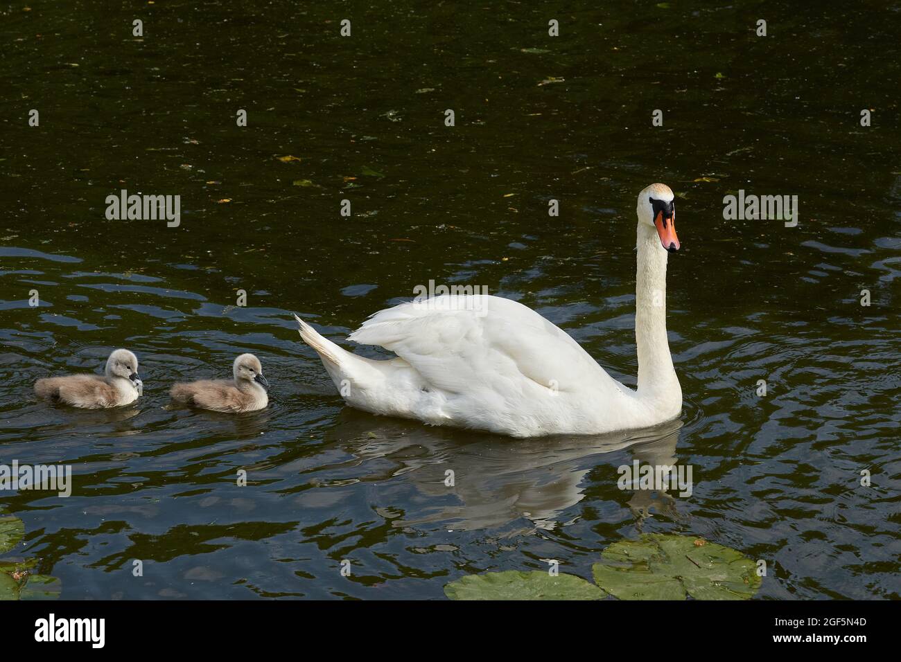 Al seguito immagini e fotografie stock ad alta risoluzione - Alamy