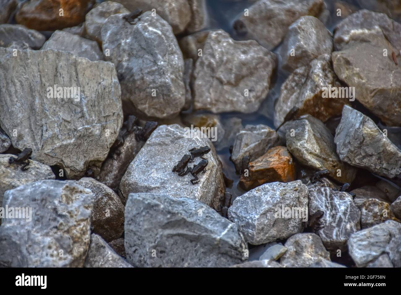 Kaulquappe frosch entwicklung immagini e fotografie stock ad alta ...