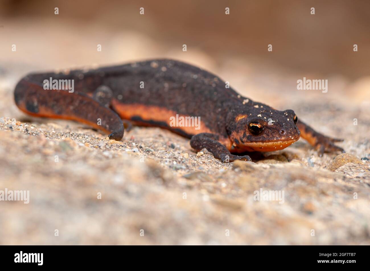 Ommatotriton ophryticus immagini e fotografie stock ad alta risoluzione ...