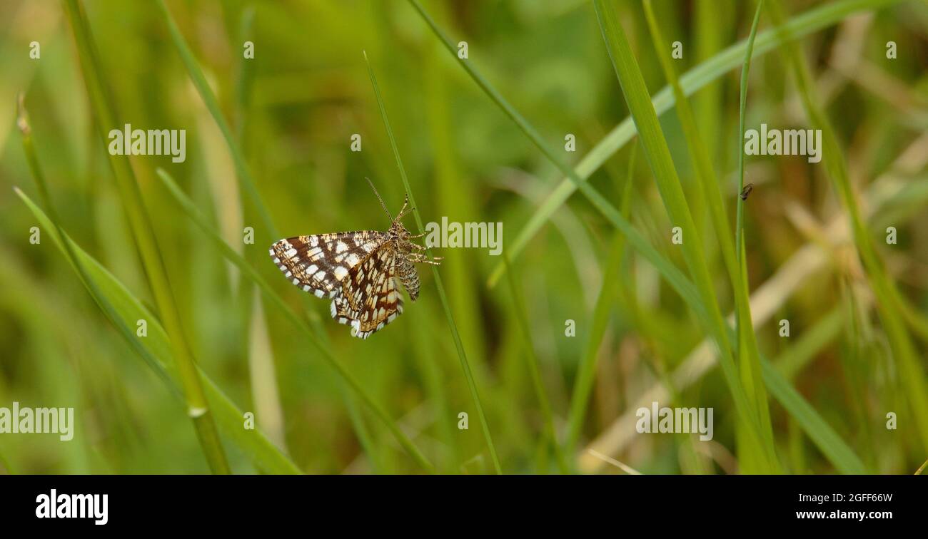 Day flying moths immagini e fotografie stock ad alta risoluzione - Alamy