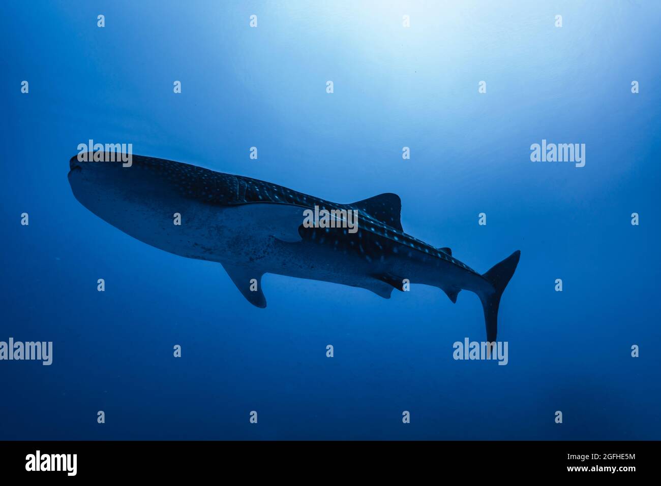 Squalo balena maldive immagini e fotografie stock ad alta risoluzione ...