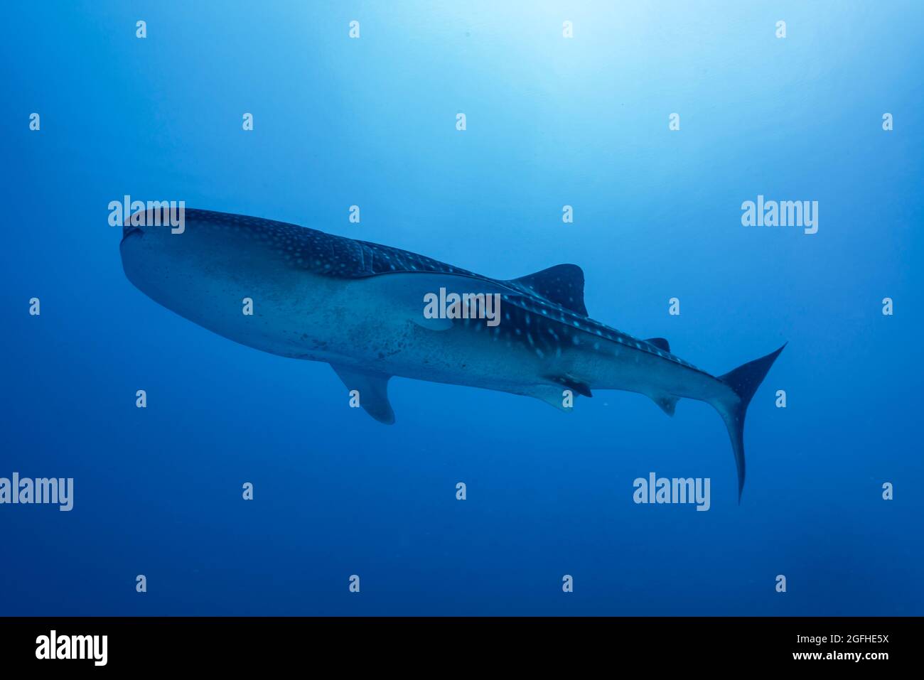 Snorkeling dello squalo balena immagini e fotografie stock ad alta ...