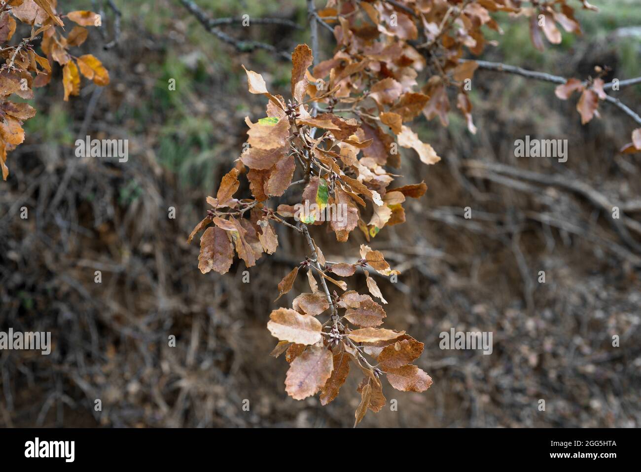 Quercus faginea immagini e fotografie stock ad alta risoluzione - Alamy