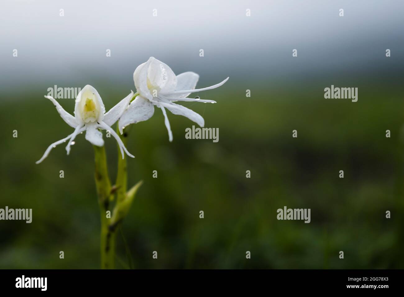 Habenaria dalle lunghe corna immagini e fotografie stock ad alta ...