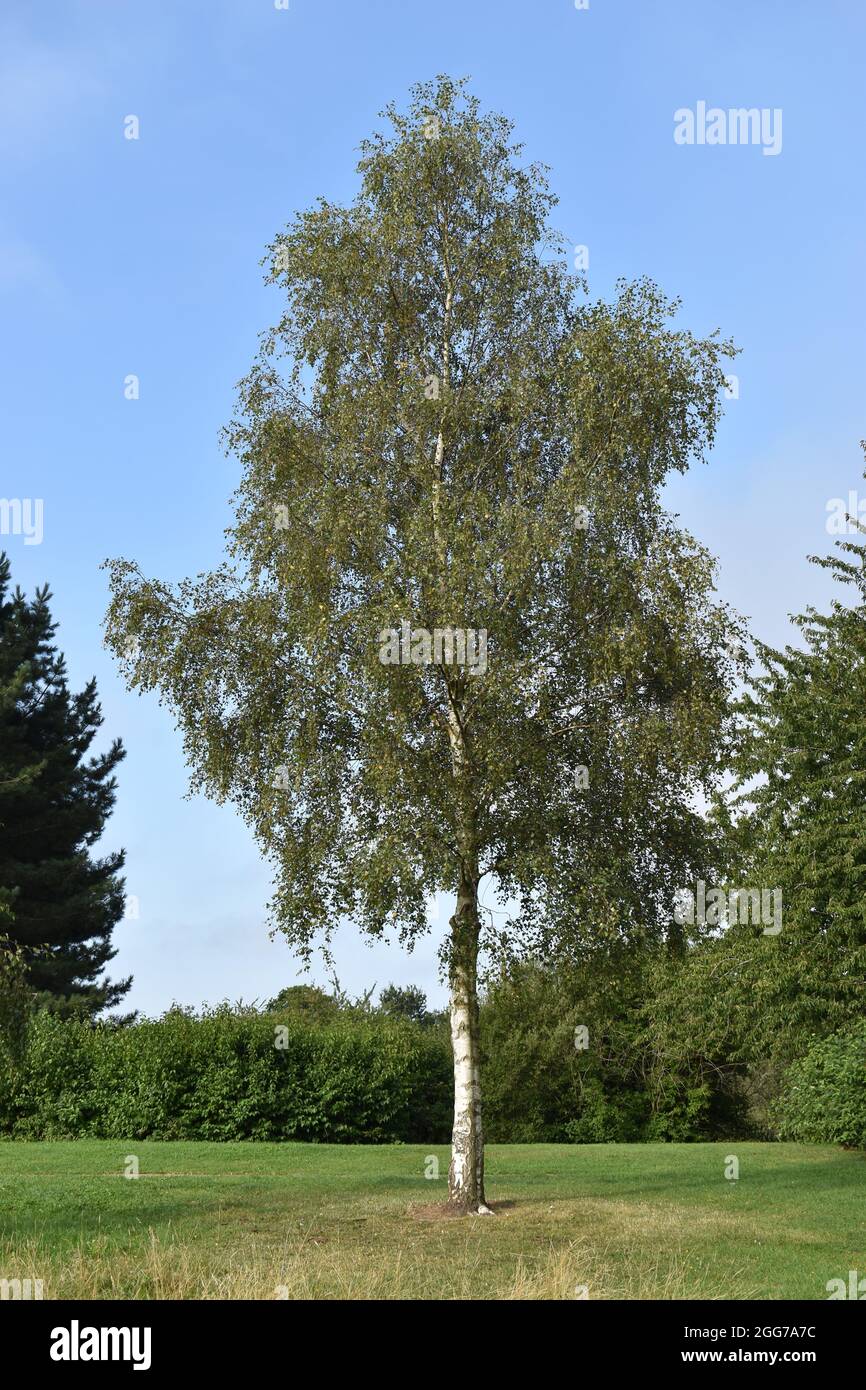 Betula pendula in argento betulla immagini e fotografie stock ad alta ...