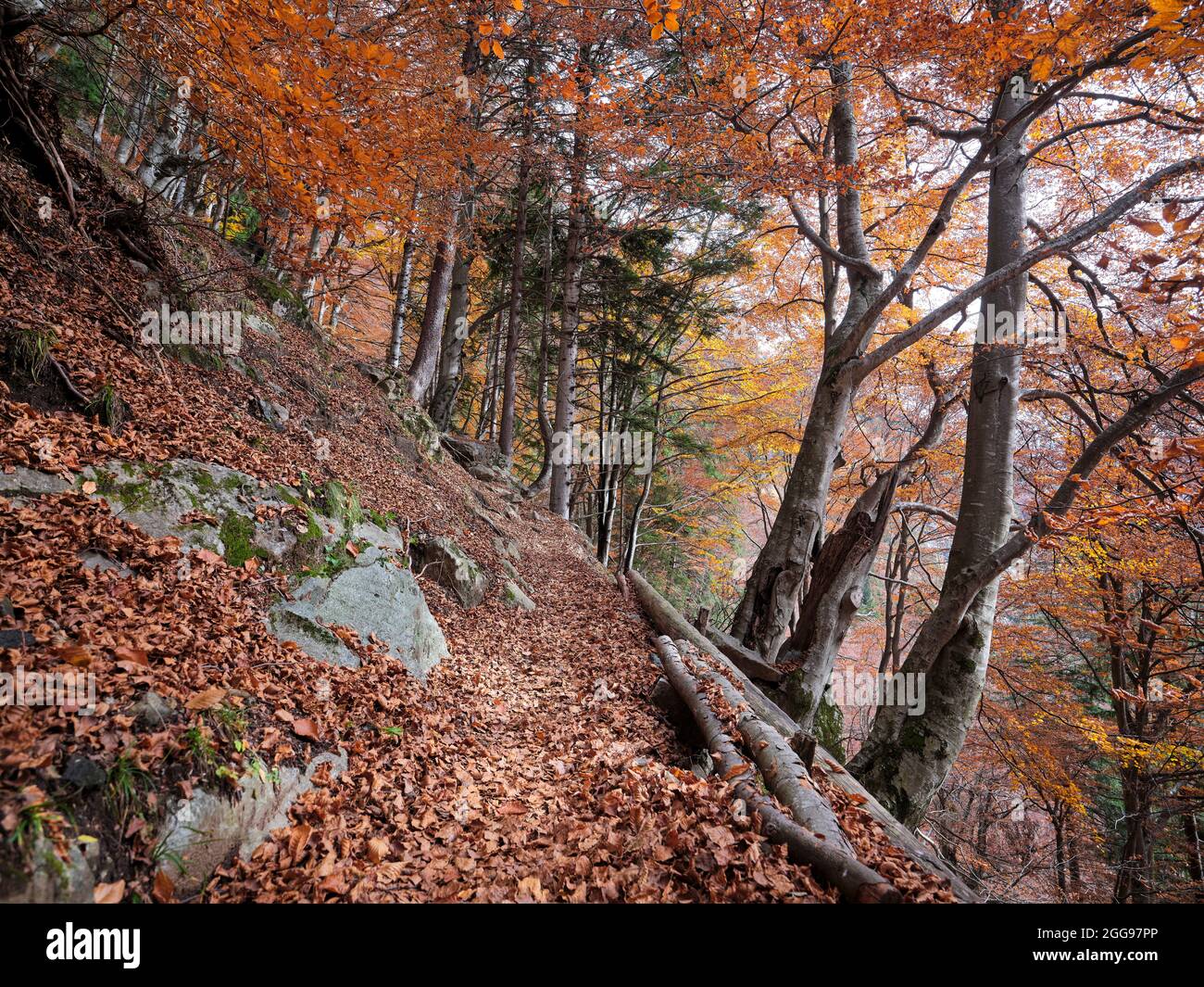Colori autunnali nelle foreste della Valtellina in Italia. Riflesso del ...