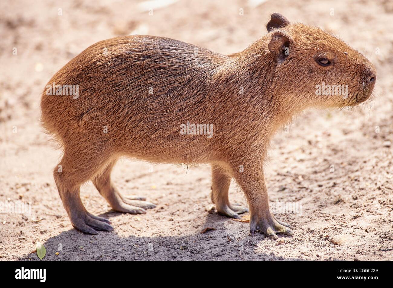 Un bellissimo e divertente mammifero capybara nel parco. Cute faccia ...