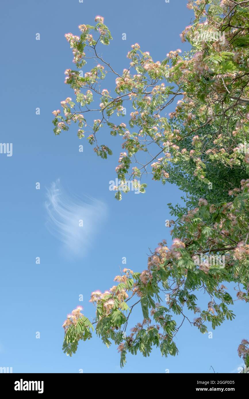 Albizia julibrissin persian silk tree immagini e fotografie stock ad ...