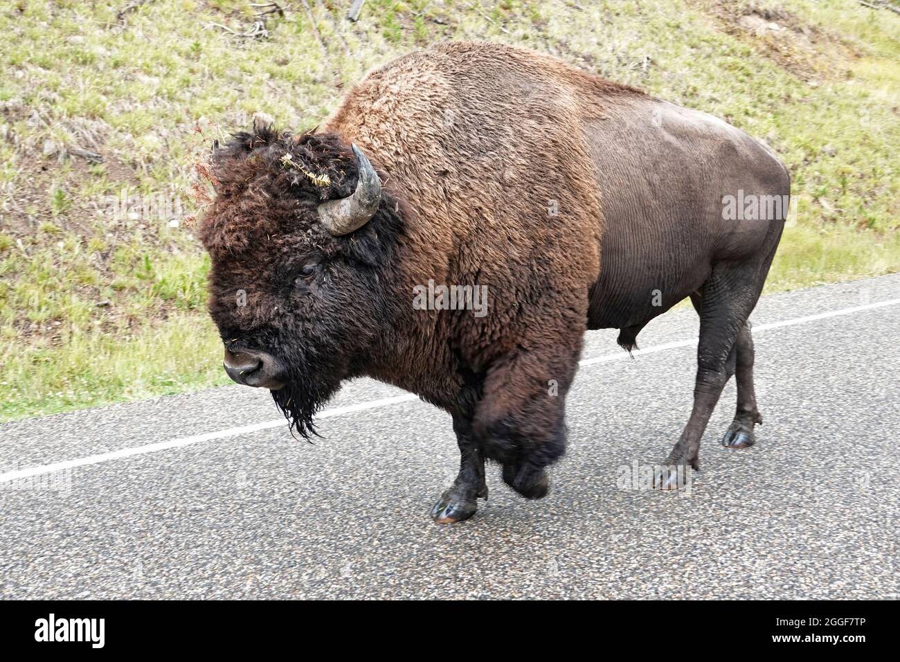 Bisonte preistorico immagini e fotografie stock ad alta risoluzione - Alamy