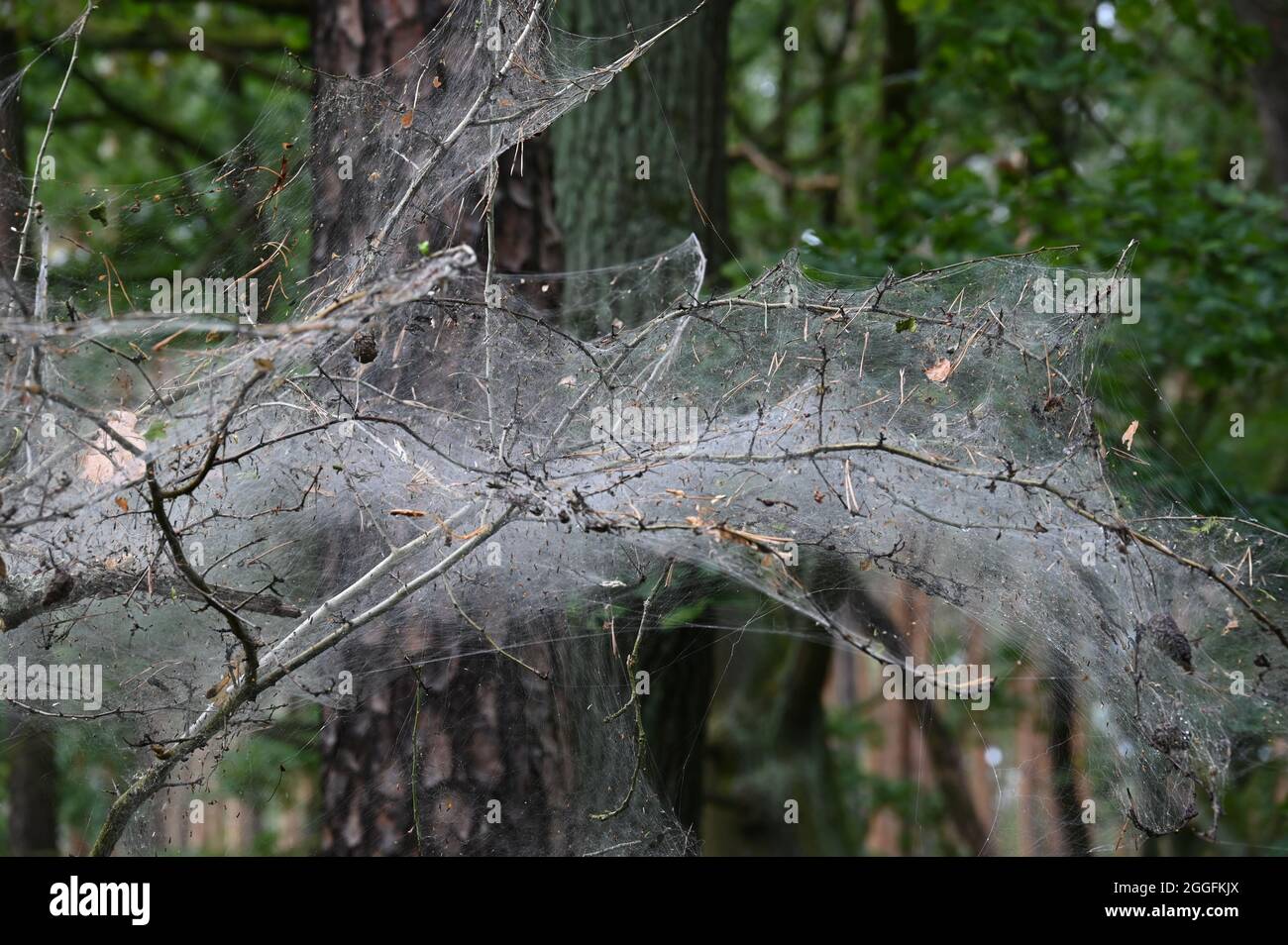Dermatite da bruco immagini e fotografie stock ad alta risoluzione - Alamy