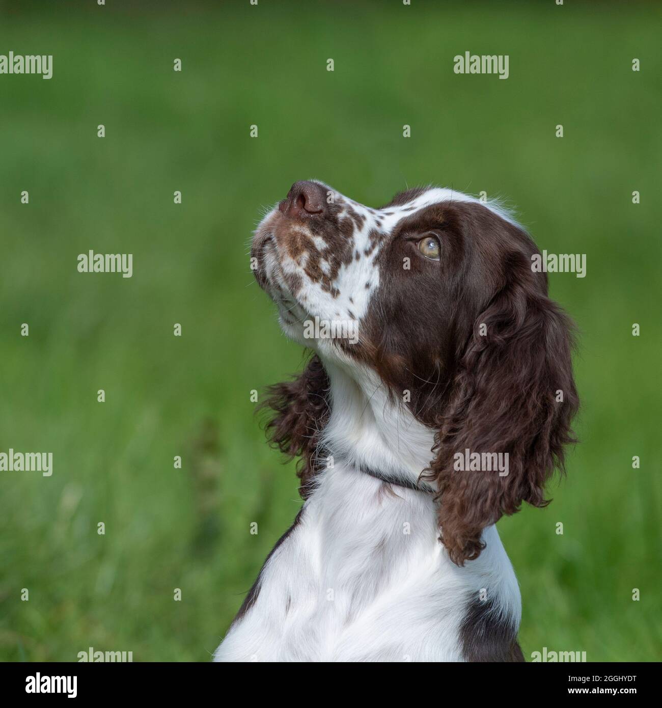 Cucciolo di cane springer spaniel immagini e fotografie stock ad alta ...
