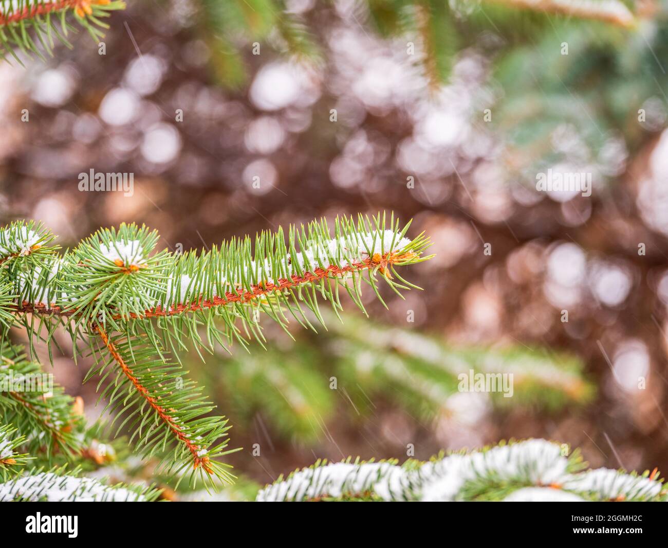 Sfondo di rami di abete verde in autunno o inverno nevicata. Rami verdi ...