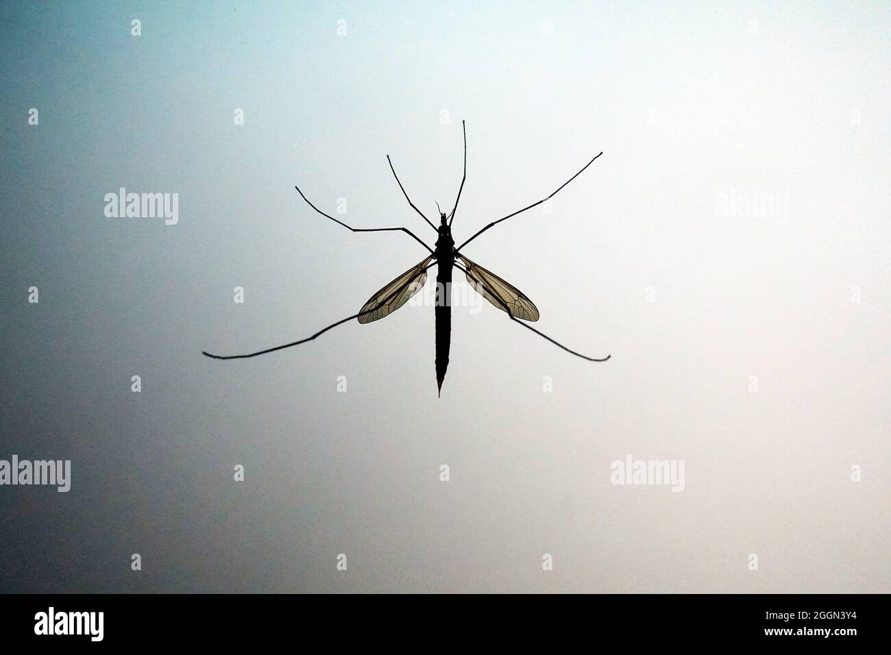 Morfologia degli insetti immagini e fotografie stock ad alta ...