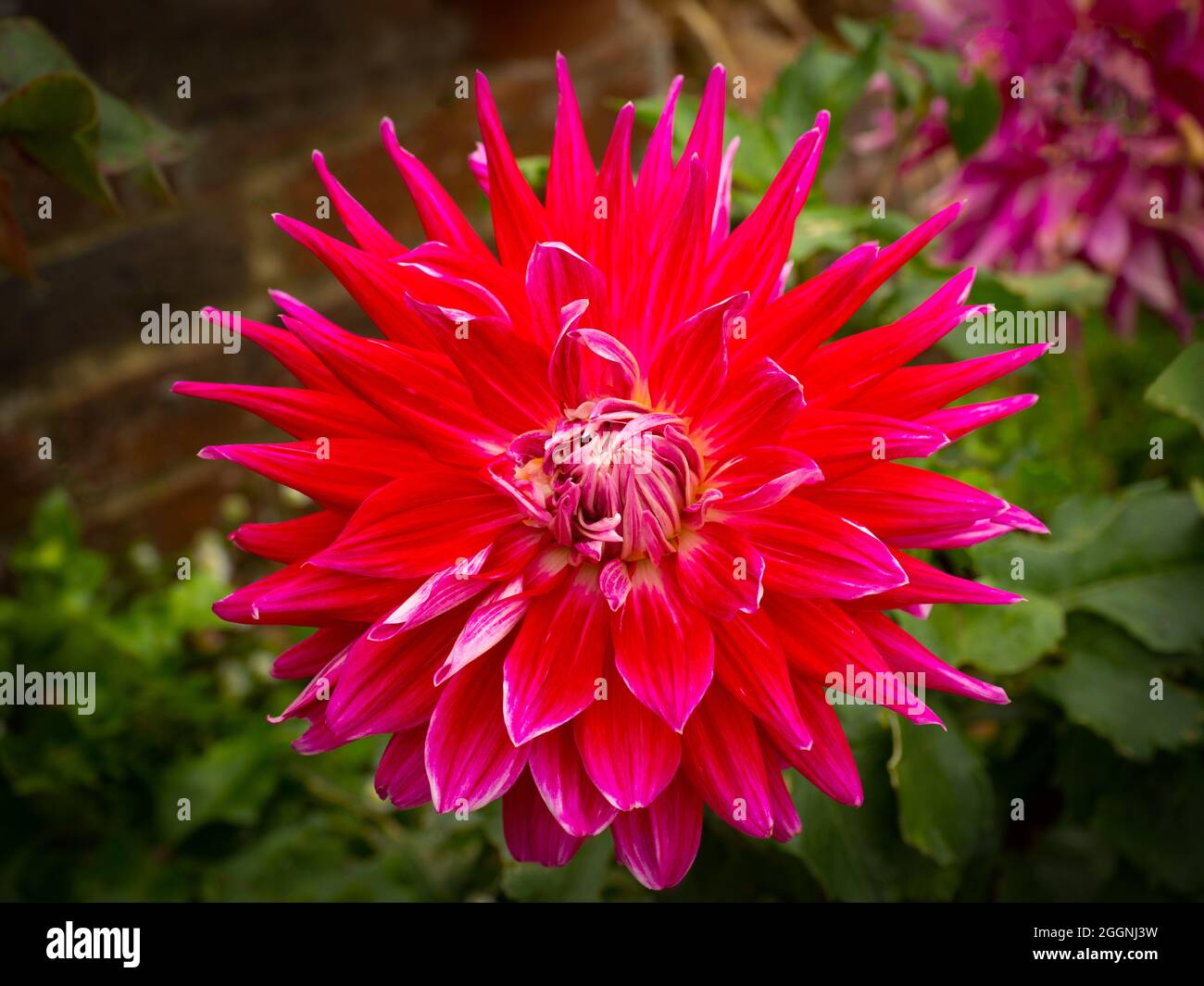 Il cavallo oscuro immagini e fotografie stock ad alta risoluzione - Alamy
