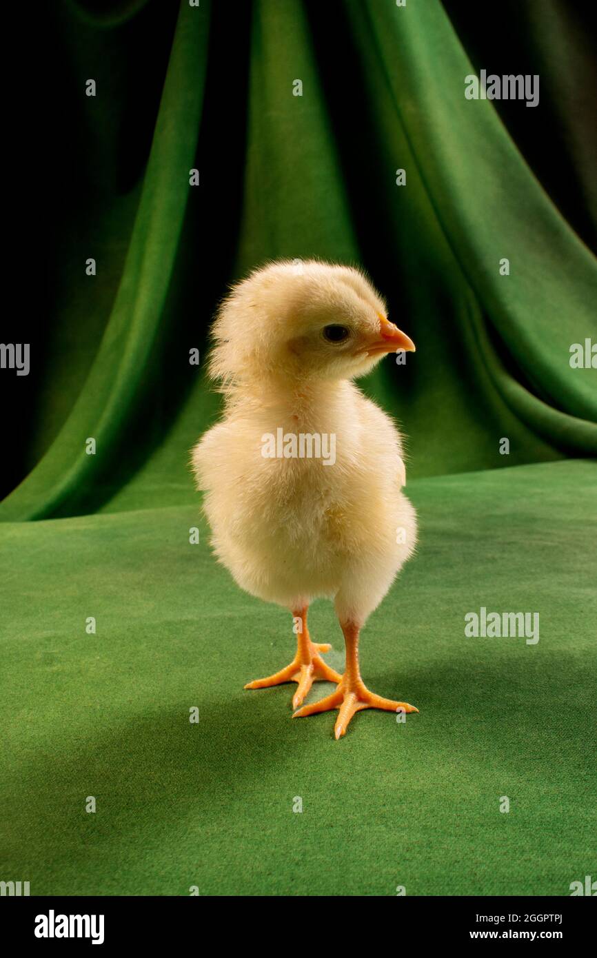 Pulcini scuri immagini e fotografie stock ad alta risoluzione - Alamy