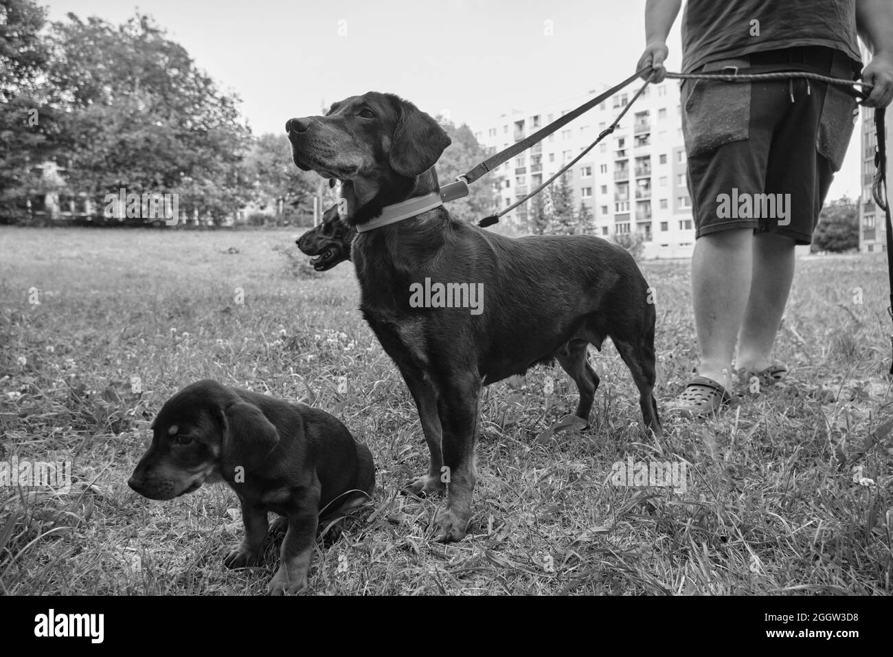 Animali da compagnia animali da compagnia cane cani animali animali ...