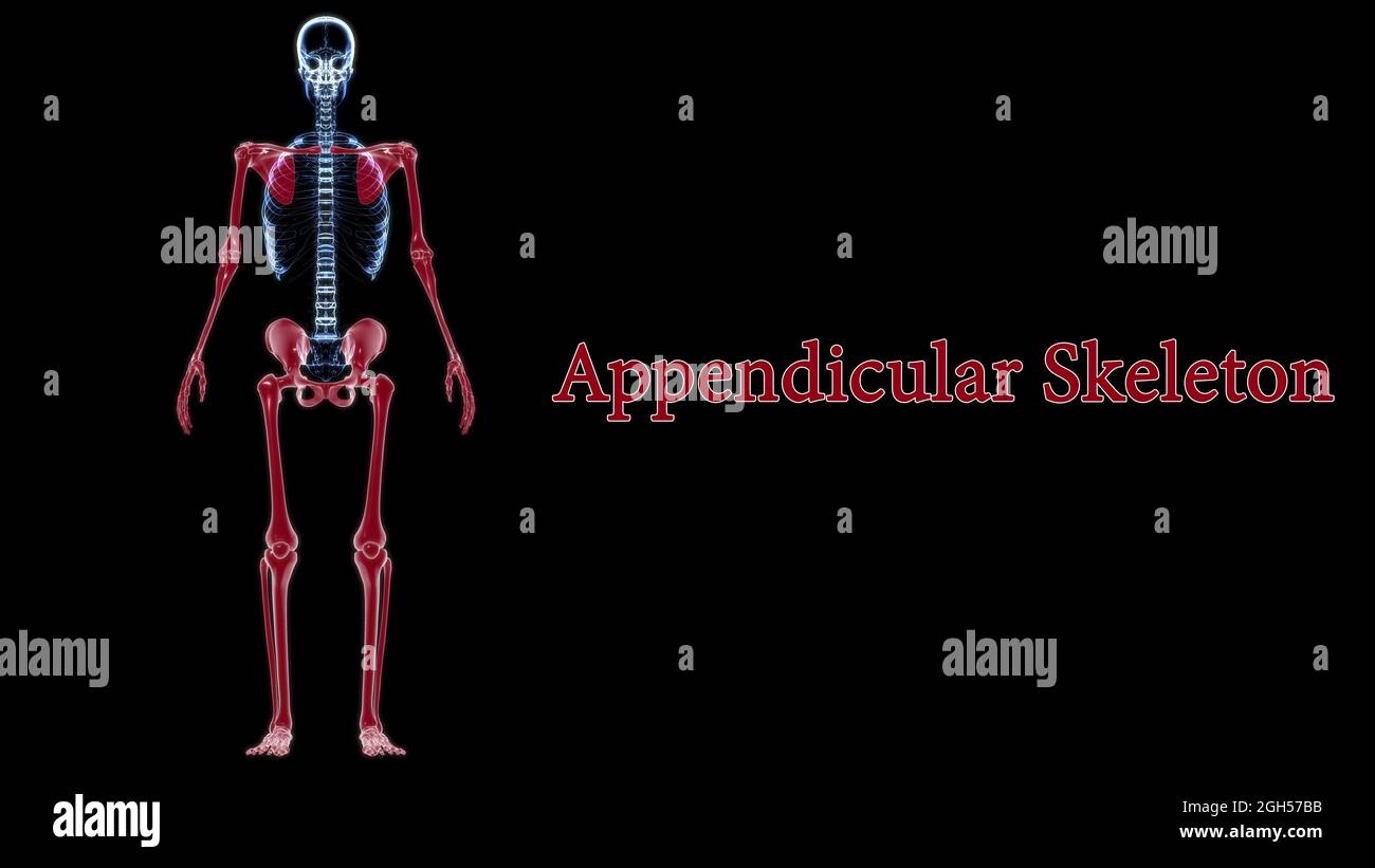 Illustrazione 3D dell'anatomia dello scheletro Appendicolare dello ...