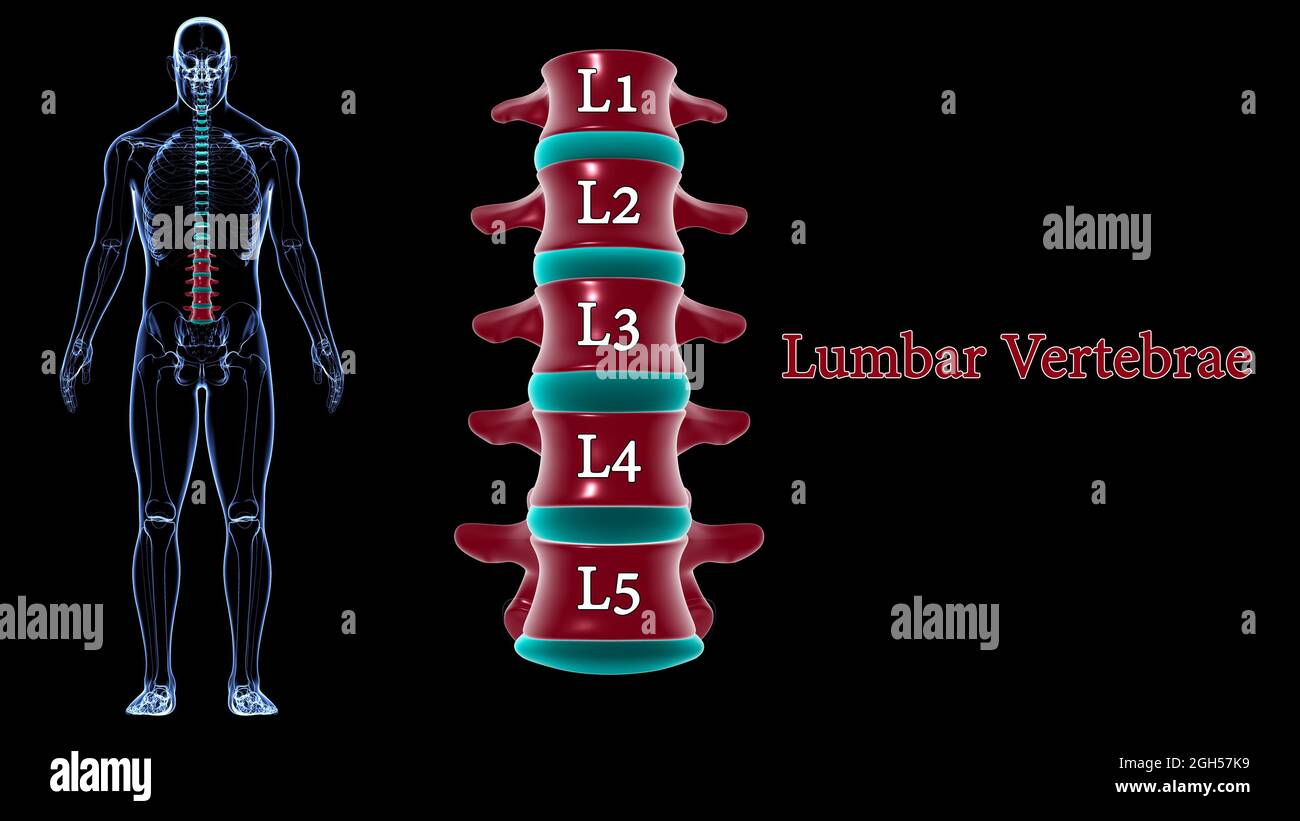 Colonna vertebrale scheletro umano vertebre lombare Anatomia 3D ...