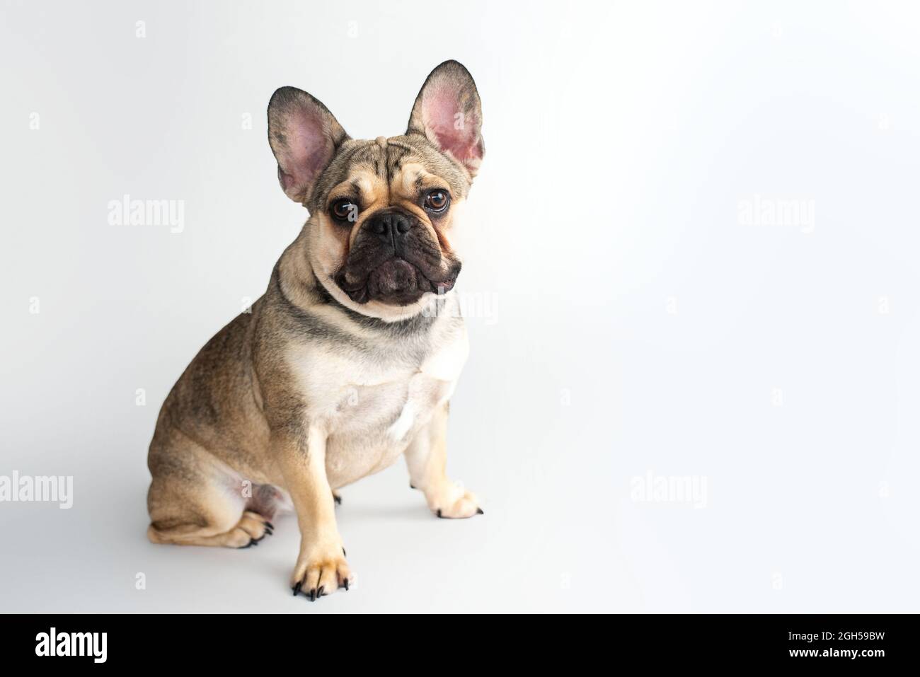 Colore fulvo immagini e fotografie stock ad alta risoluzione - Alamy