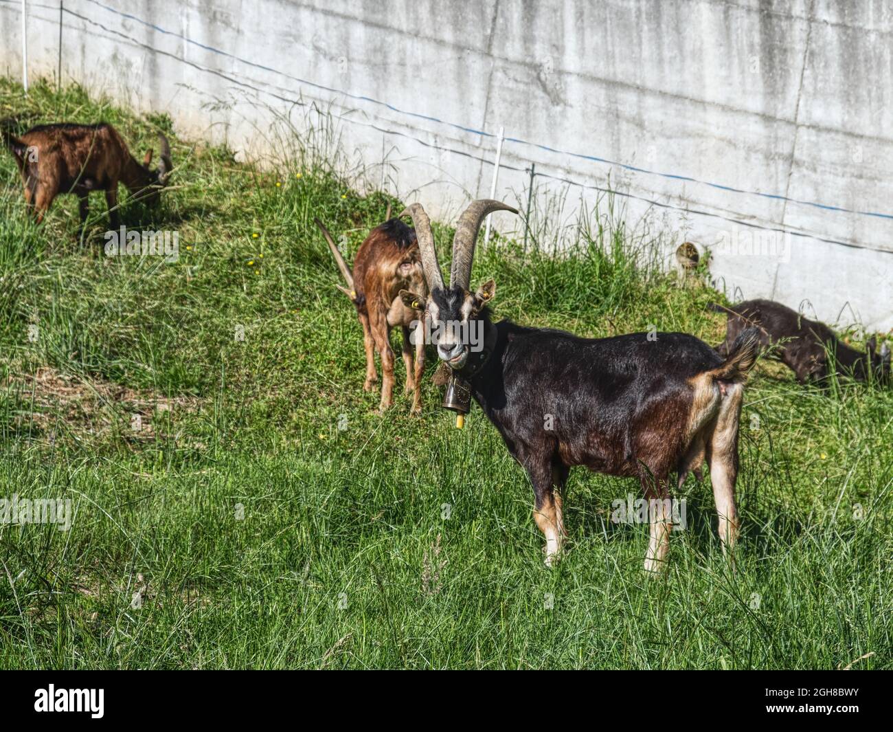 Capra nella giungla immagini e fotografie stock ad alta risoluzione - Alamy