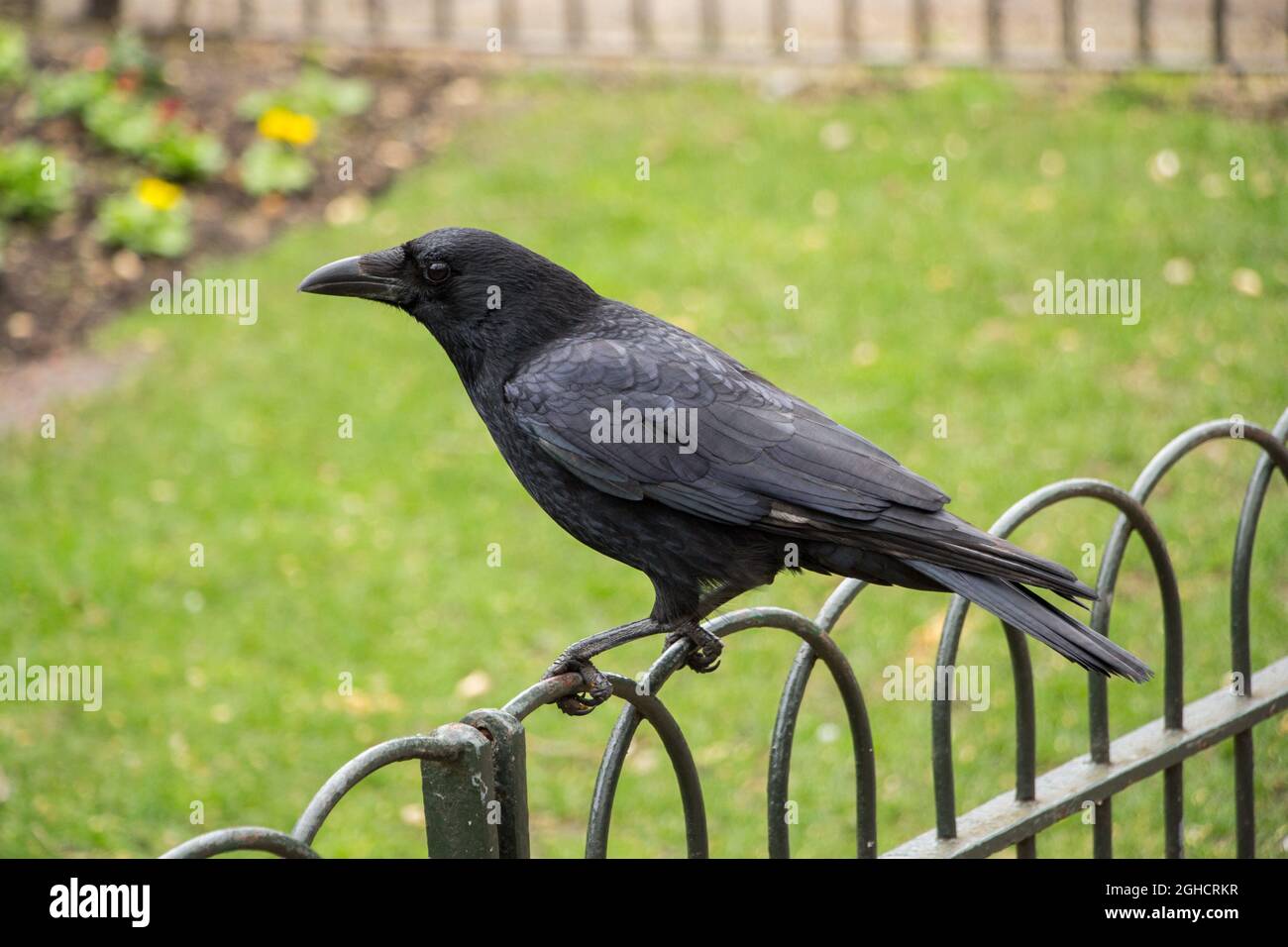 Crow on fence immagini e fotografie stock ad alta risoluzione - Alamy