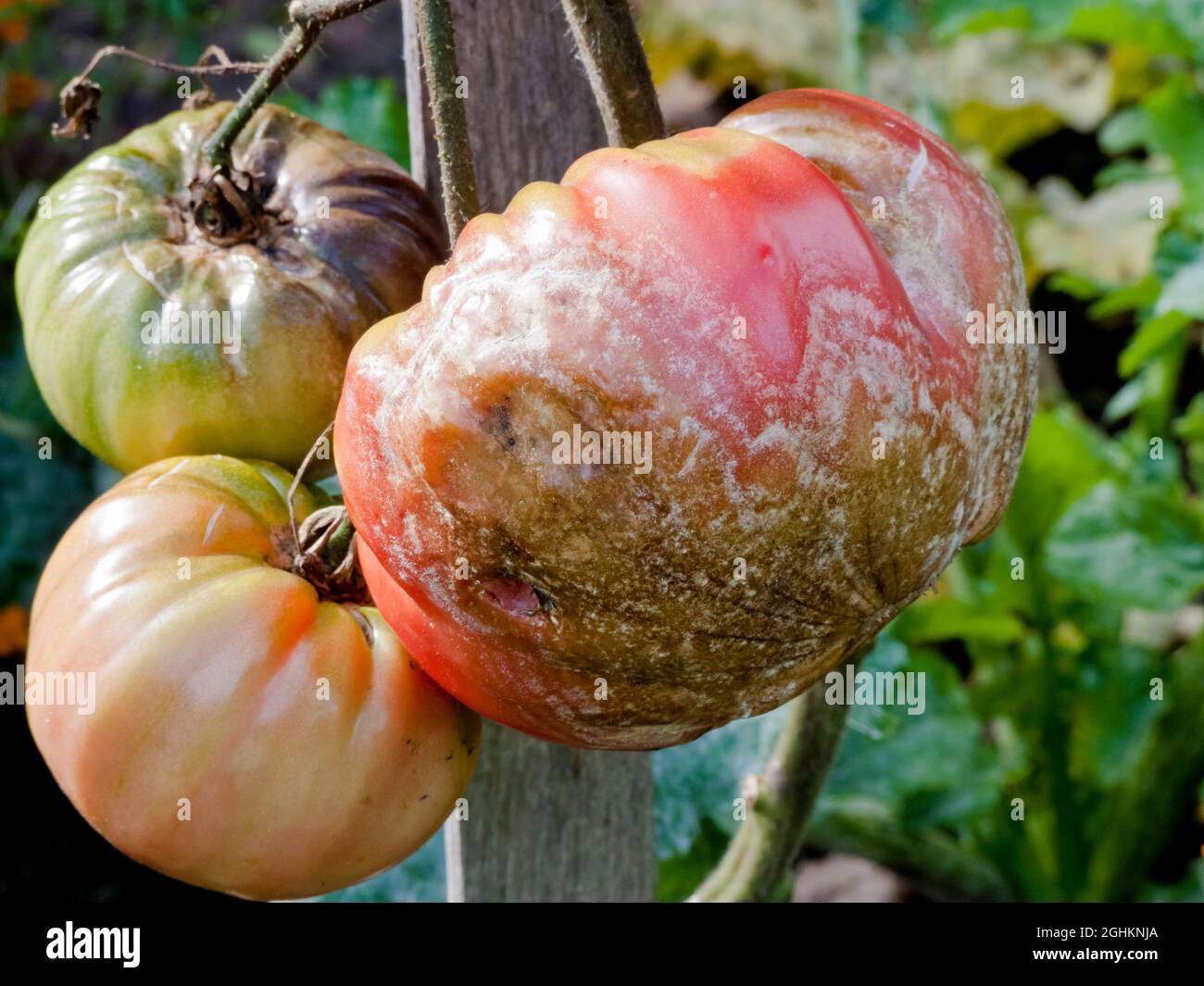 Botrytis Cinerea Botrytis Cinerea Immagini e Fotos Stock - Alamy