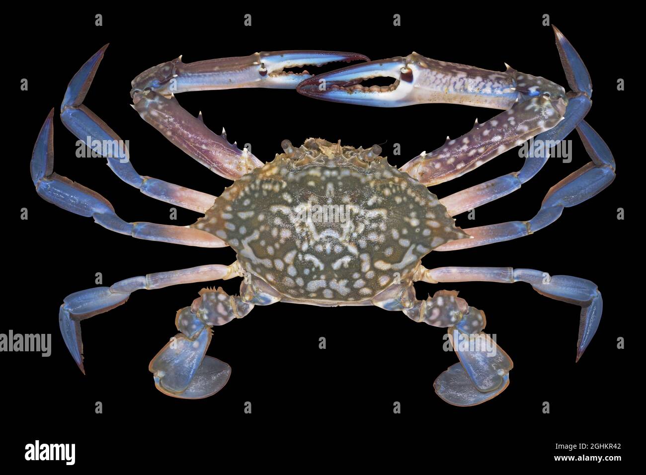 Granchio atlantico isolato immagini e fotografie stock ad alta ...